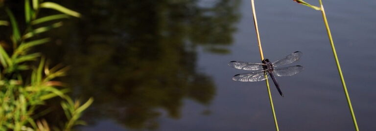 The Dragonfly - Spiritual Meaning, Symbolism & Message | Lightworkersnet