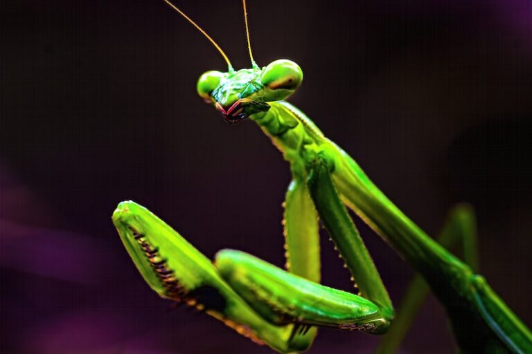 The Praying Mantis - Symbolism, Spiritual Meaning & Message ...